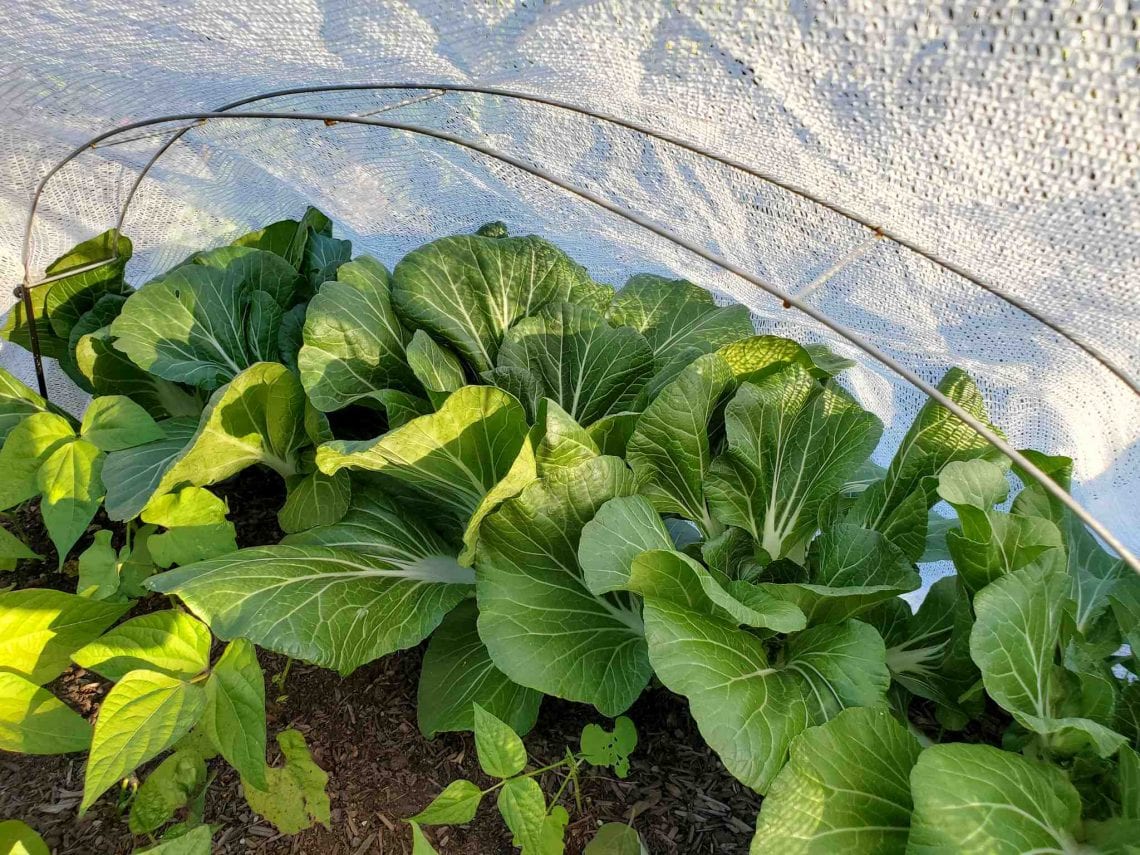 What is Bolting? How to Prevent Plants from Bolting ~ Homestead and Chill