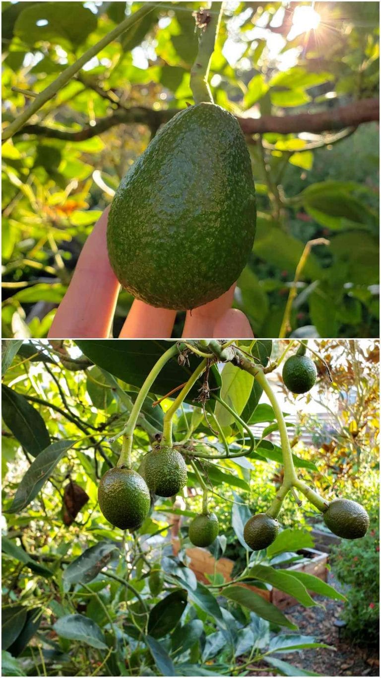 20 Awesome Avocado Varieties (Type A & Type B Avocados Explained ...