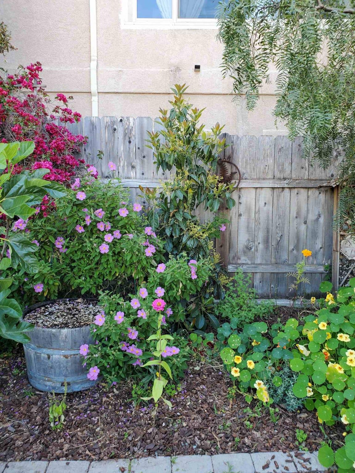 How to Grow Avocados: Tree Varieties, Climate, Planting & Care ...