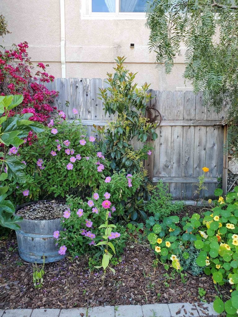 How to Grow Avocados: Tree Varieties, Climate, Planting & Care ...