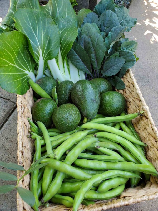 20 Awesome Avocado Varieties (Type A & Type B Avocados Explained ...