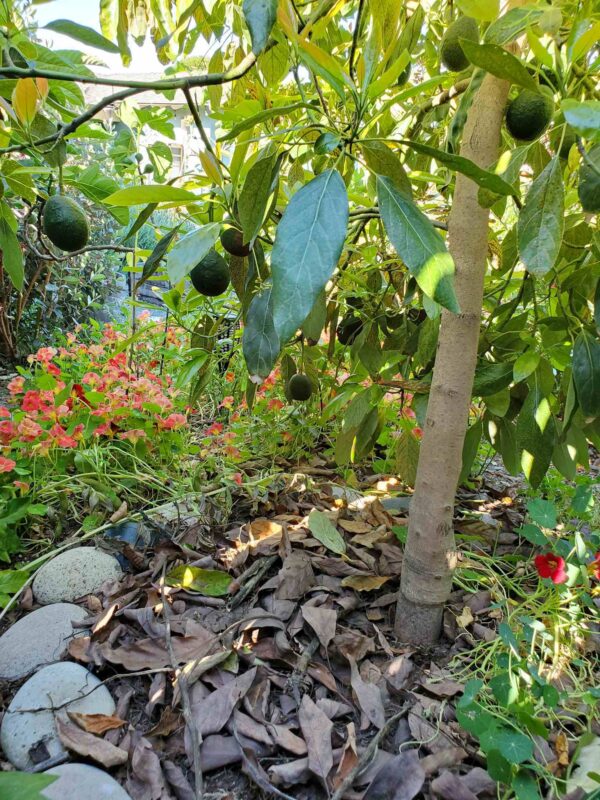 How to Grow Avocados: Tree Varieties, Climate, Planting & Care ...