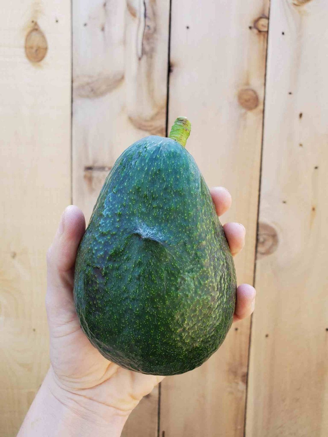How to Grow Avocados: Tree Varieties, Climate, Planting & Care ...