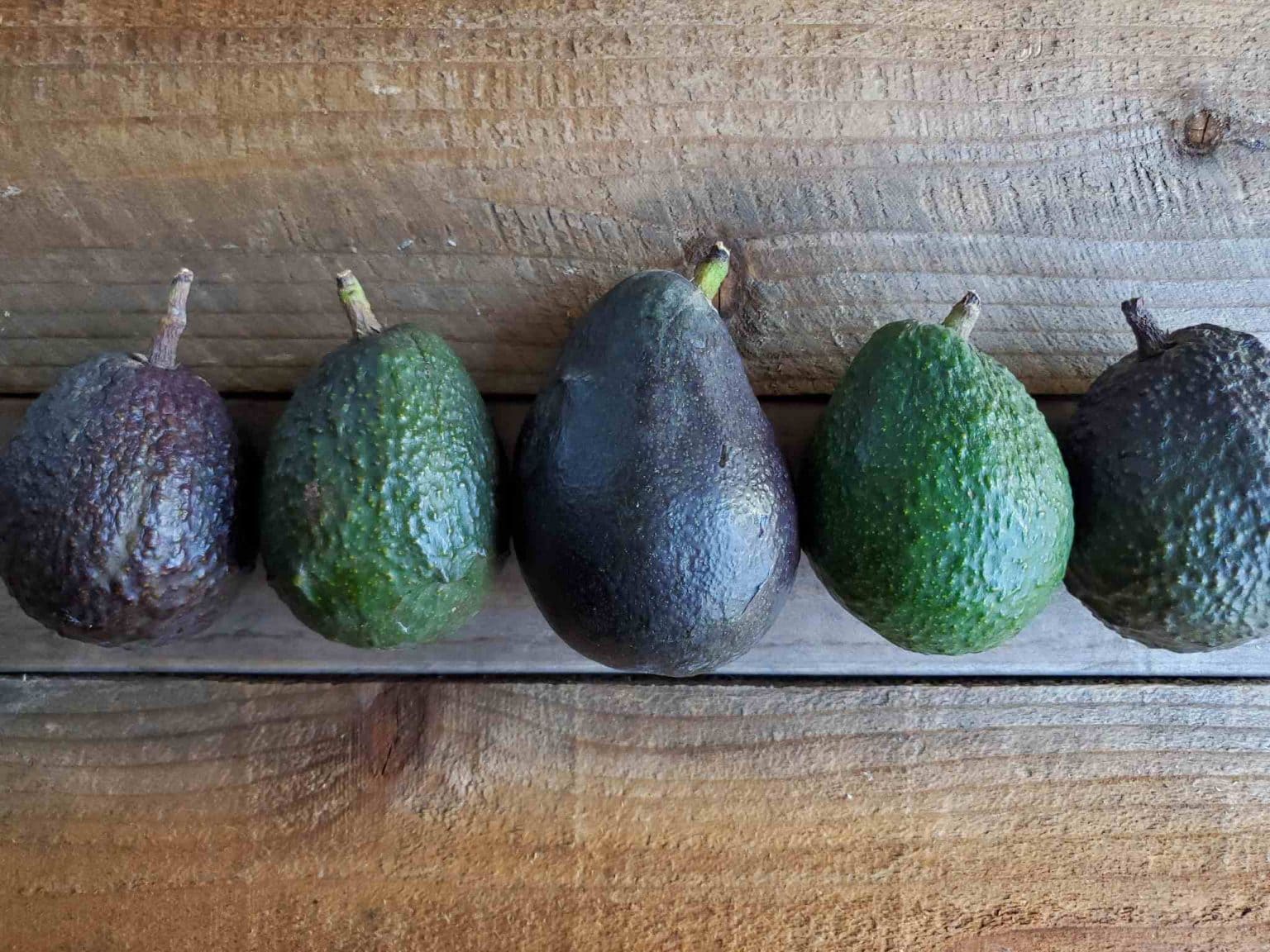 How to Grow Avocados: Tree Varieties, Climate, Planting & Care ...
