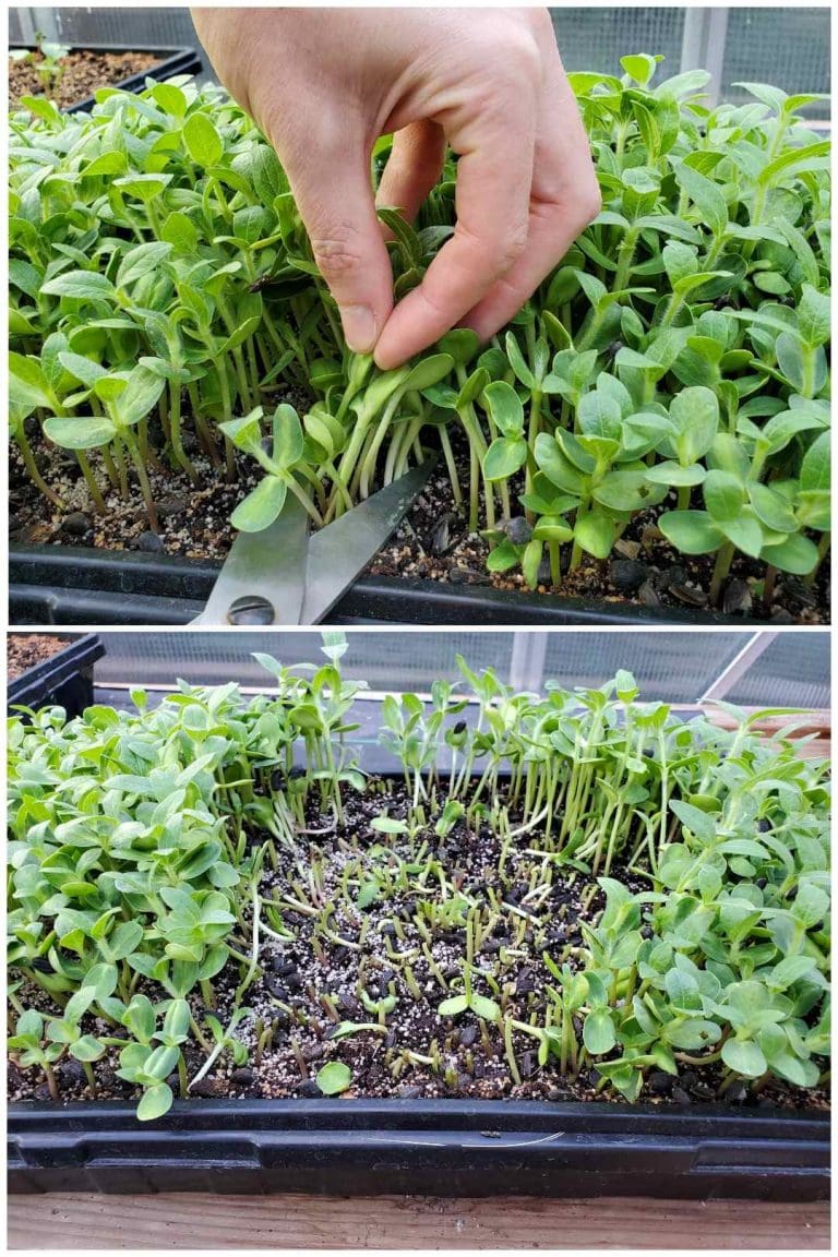Why and How to Grow Microgreens At Home ~ Homestead and Chill