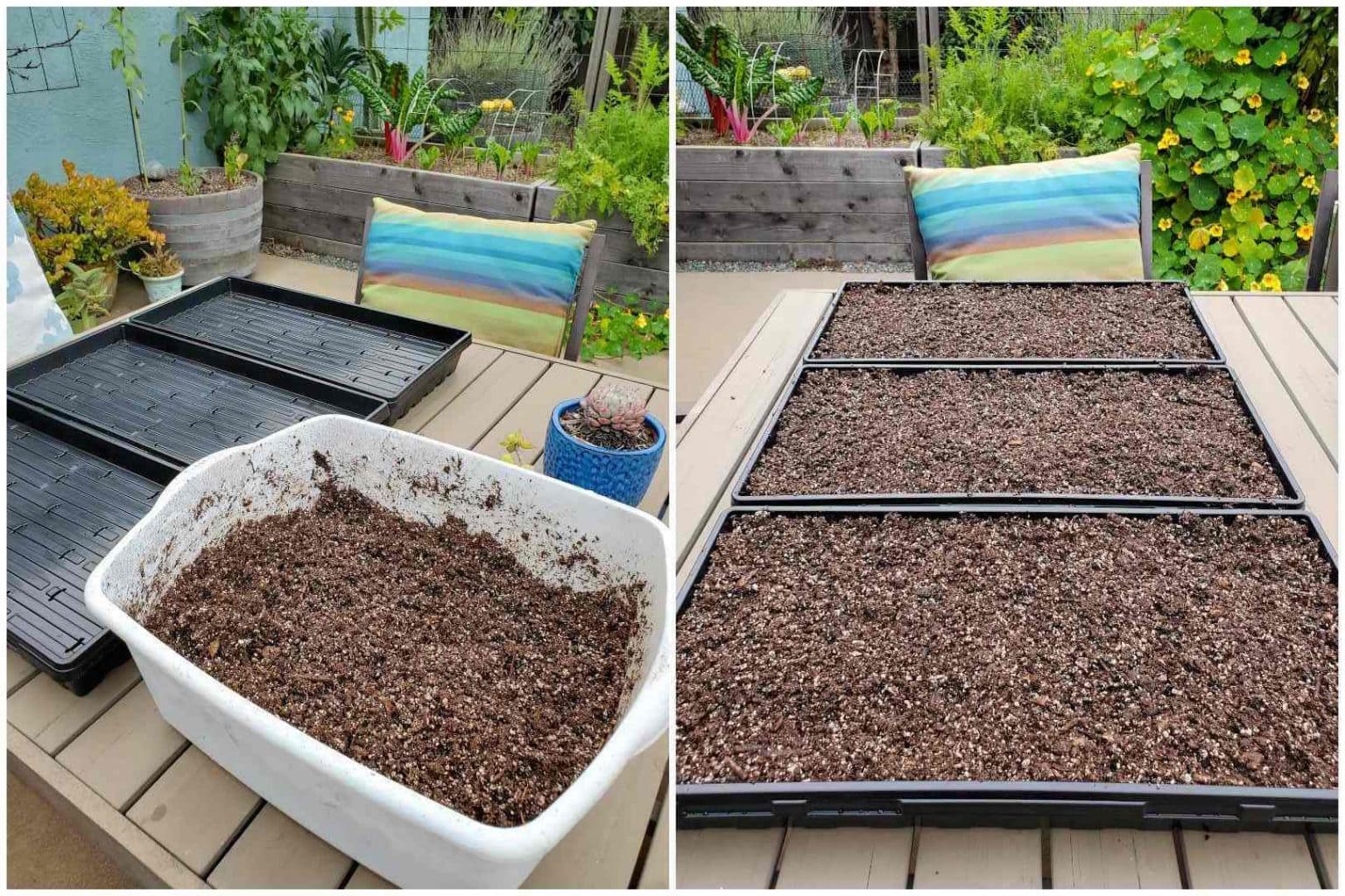 Why and How to Grow Microgreens At Home ~ Homestead and Chill