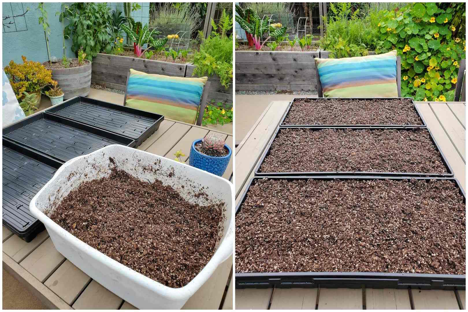 Why and How to Grow Microgreens At Home ~ Homestead and Chill