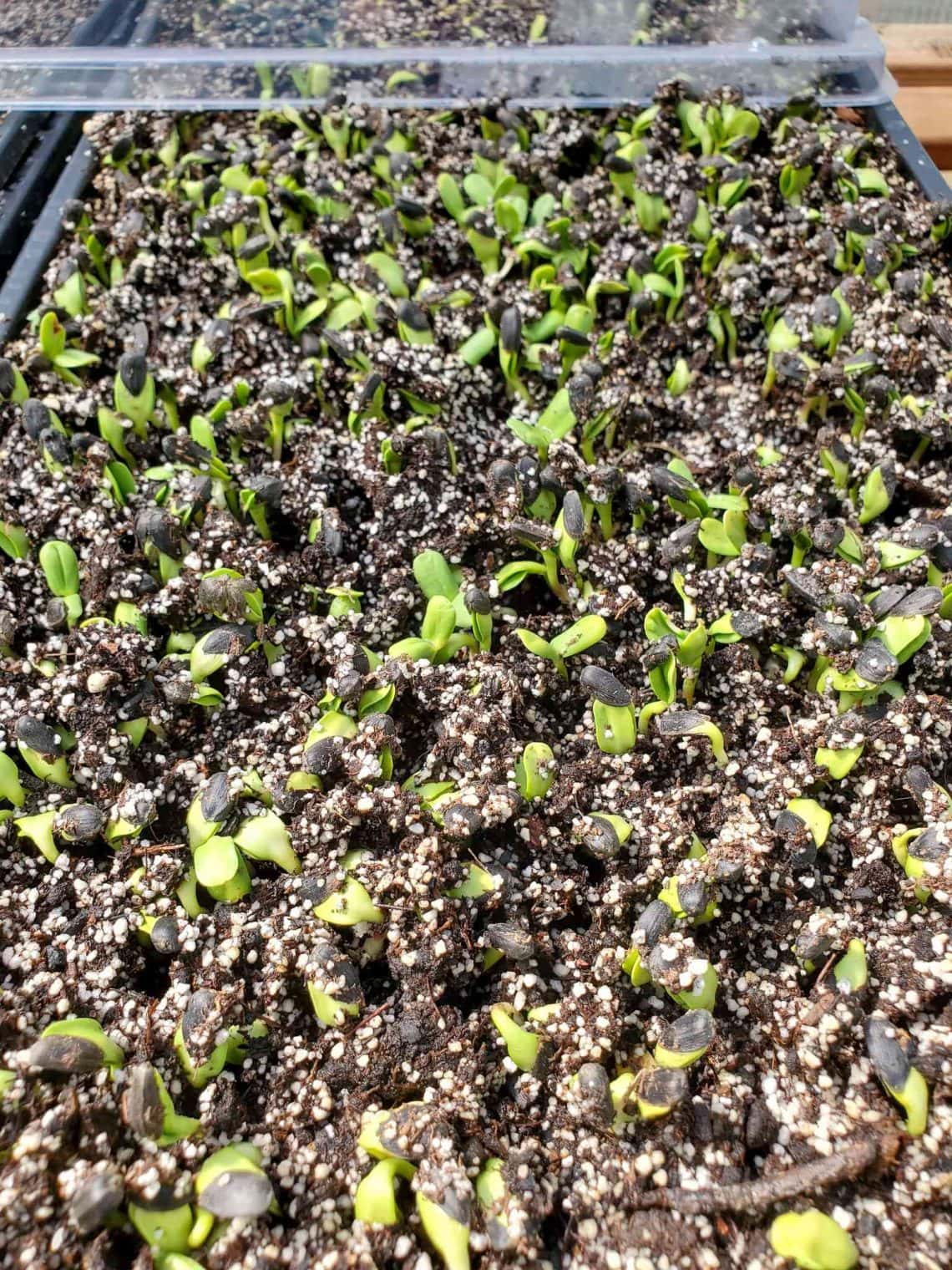 Why and How to Grow Microgreens At Home ~ Homestead and Chill