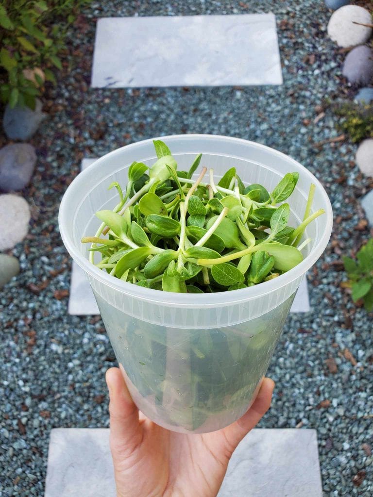 Why and How to Grow Microgreens At Home ~ Homestead and Chill