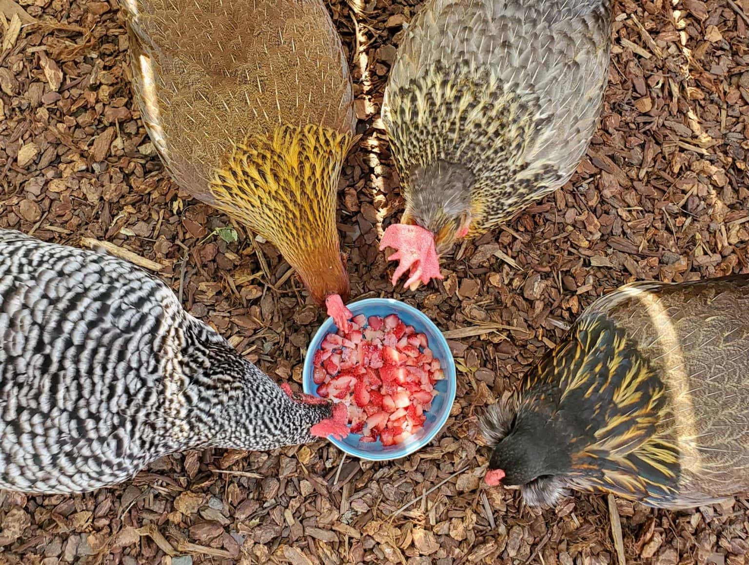 10 Ways to Keep Chickens Cool During Hot Summer Weather or Heat Waves ...