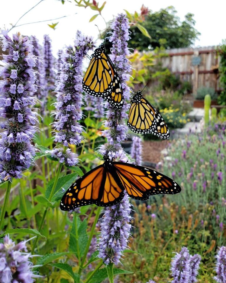 10 Ways to Help Pollinators: Save Bees, Butterflies & Beyond ...