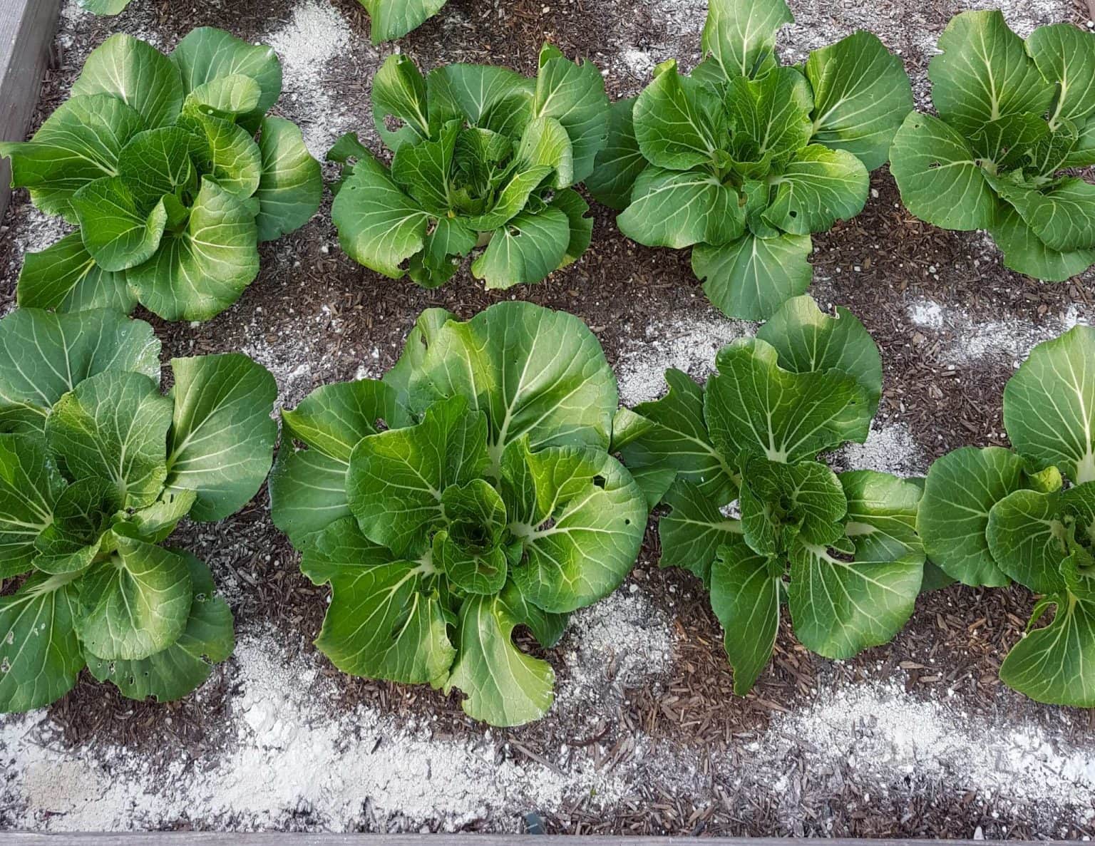 What is Diatomaceous Earth? How to Use DE for Garden Pest Control ...