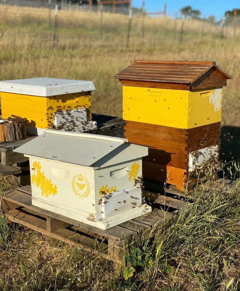 10 Ways to Help Pollinators: Save Bees, Butterflies & Beyond ...