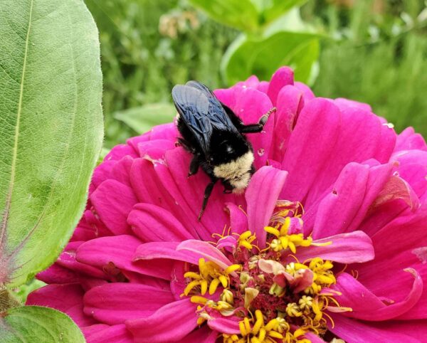 10 Ways to Help Pollinators: Save Bees, Butterflies & Beyond ...