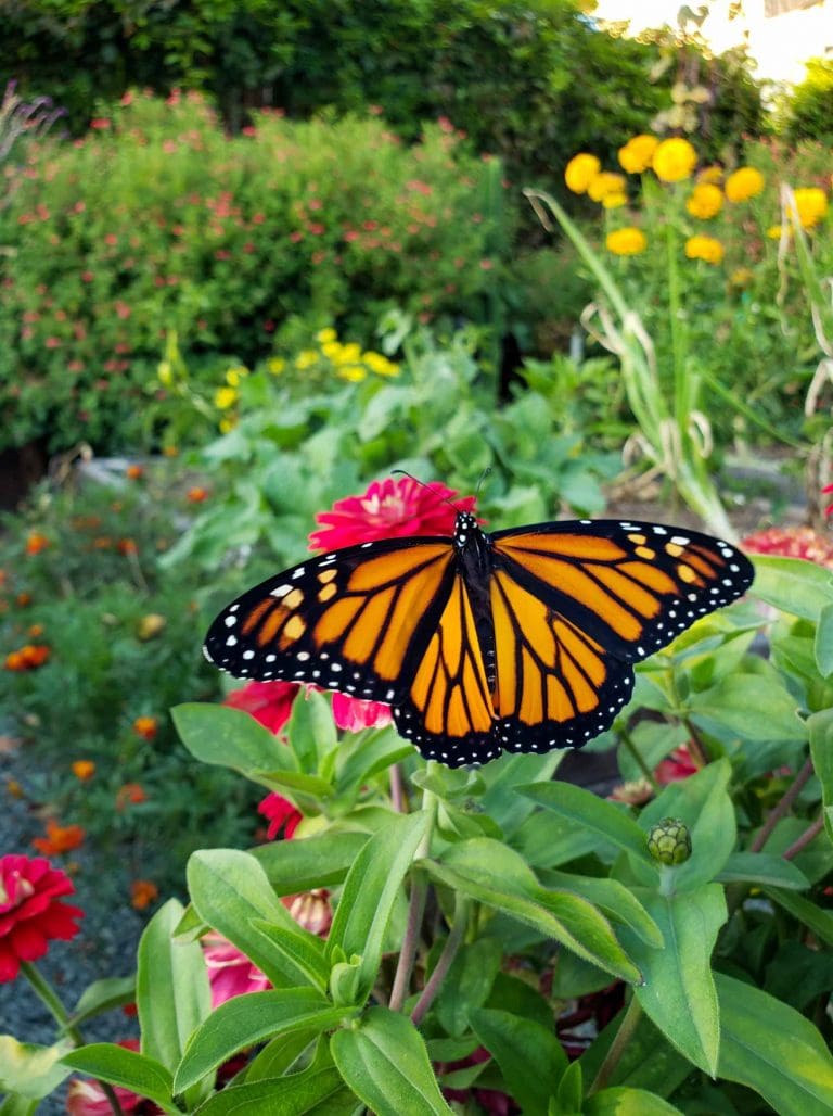 10 Ways to Help Pollinators: Save Bees, Butterflies & Beyond ...