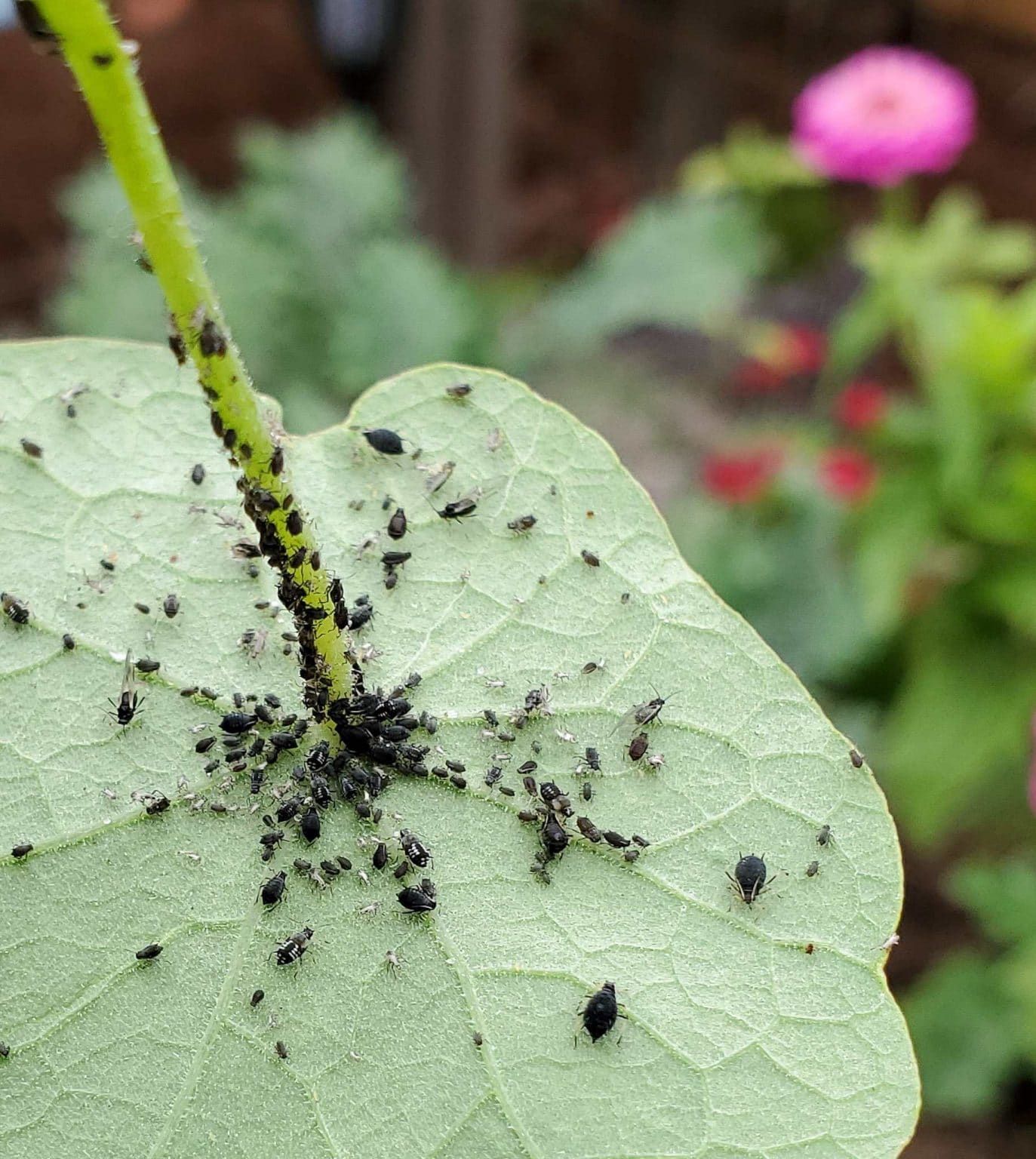 How to Get Rid of Aphids: 9 Natural Options ~ Homestead and Chill