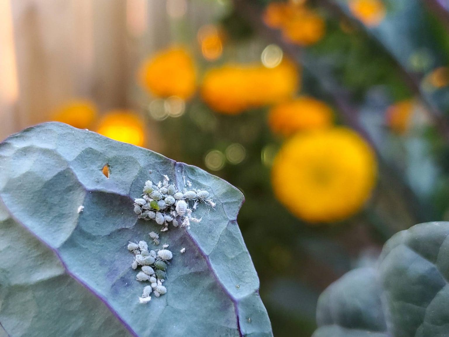 Organic Aphid Control: 9 Ways to Get Rid of Aphids ~ Homestead and Chill