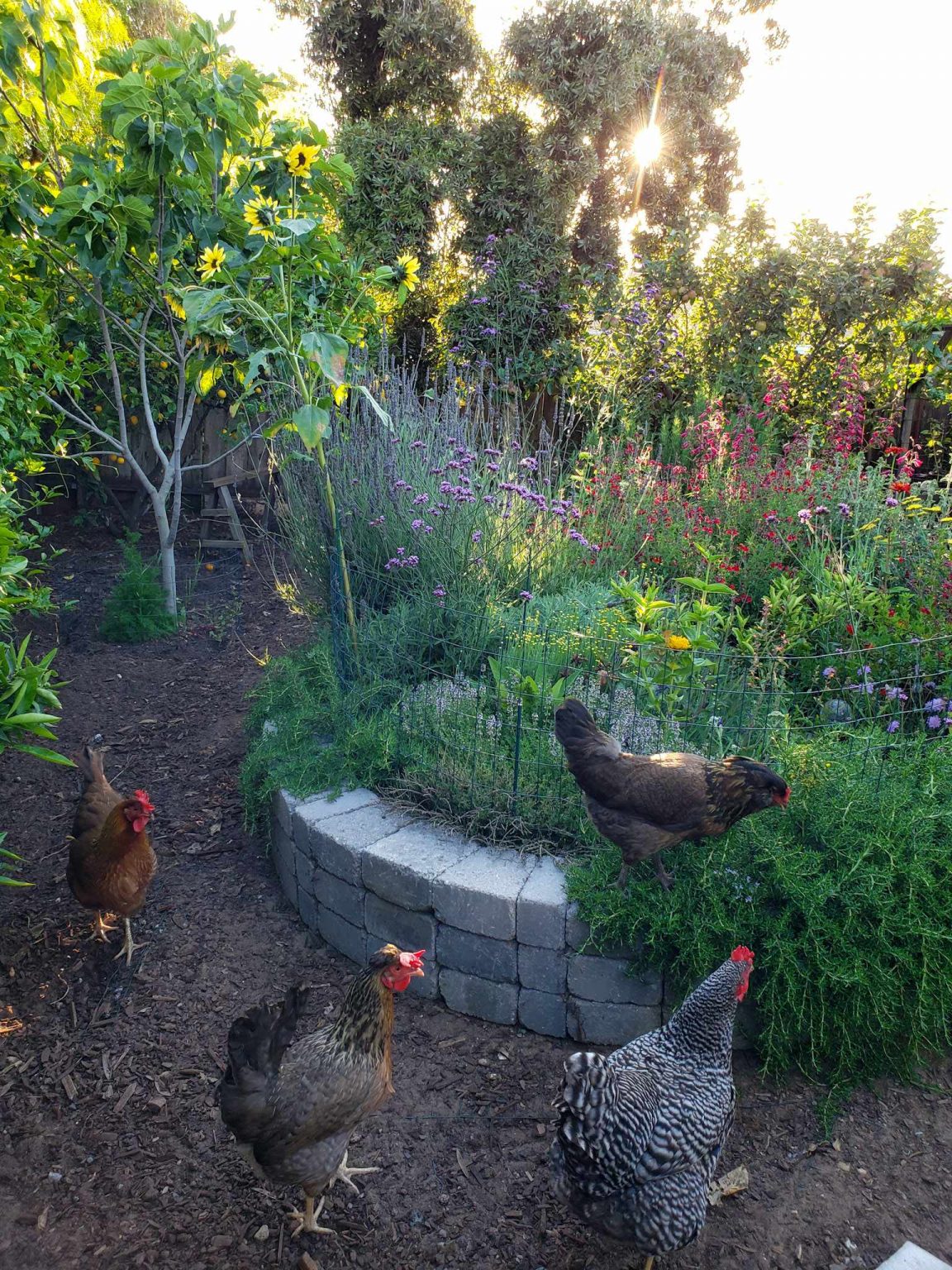 How to Ferment Chicken Feed for Better Hen Health & Eggs ~ Homestead ...