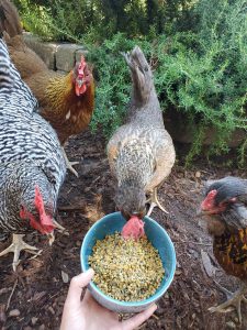 How to Ferment Chicken Feed For Healthier Hens and Eggs ~ Homestead and ...