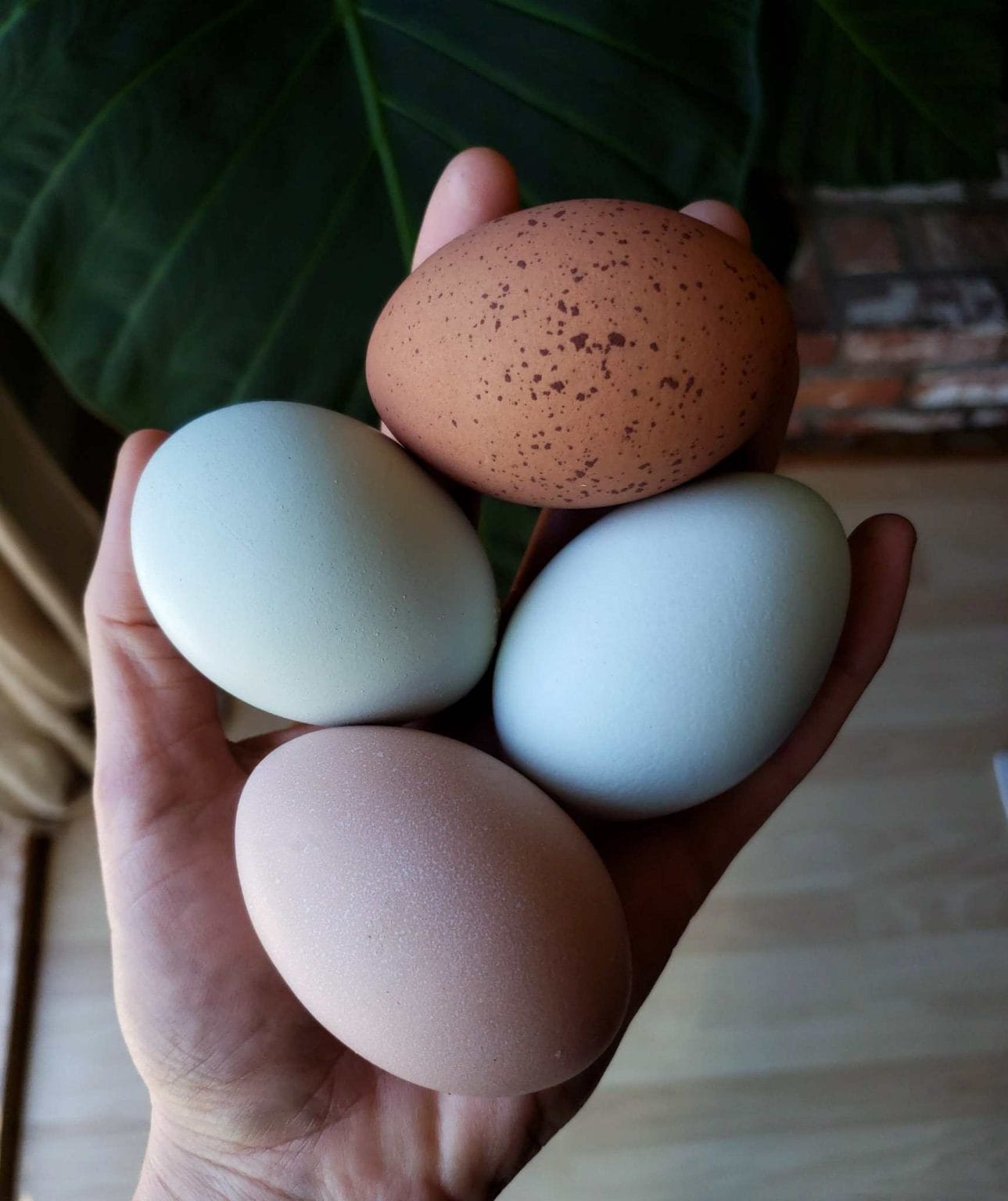 How to Ferment Chicken Feed for Better Hen Health & Eggs ~ Homestead ...