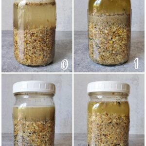 How to Ferment Chicken Feed for Better Hen Health & Eggs ~ Homestead ...