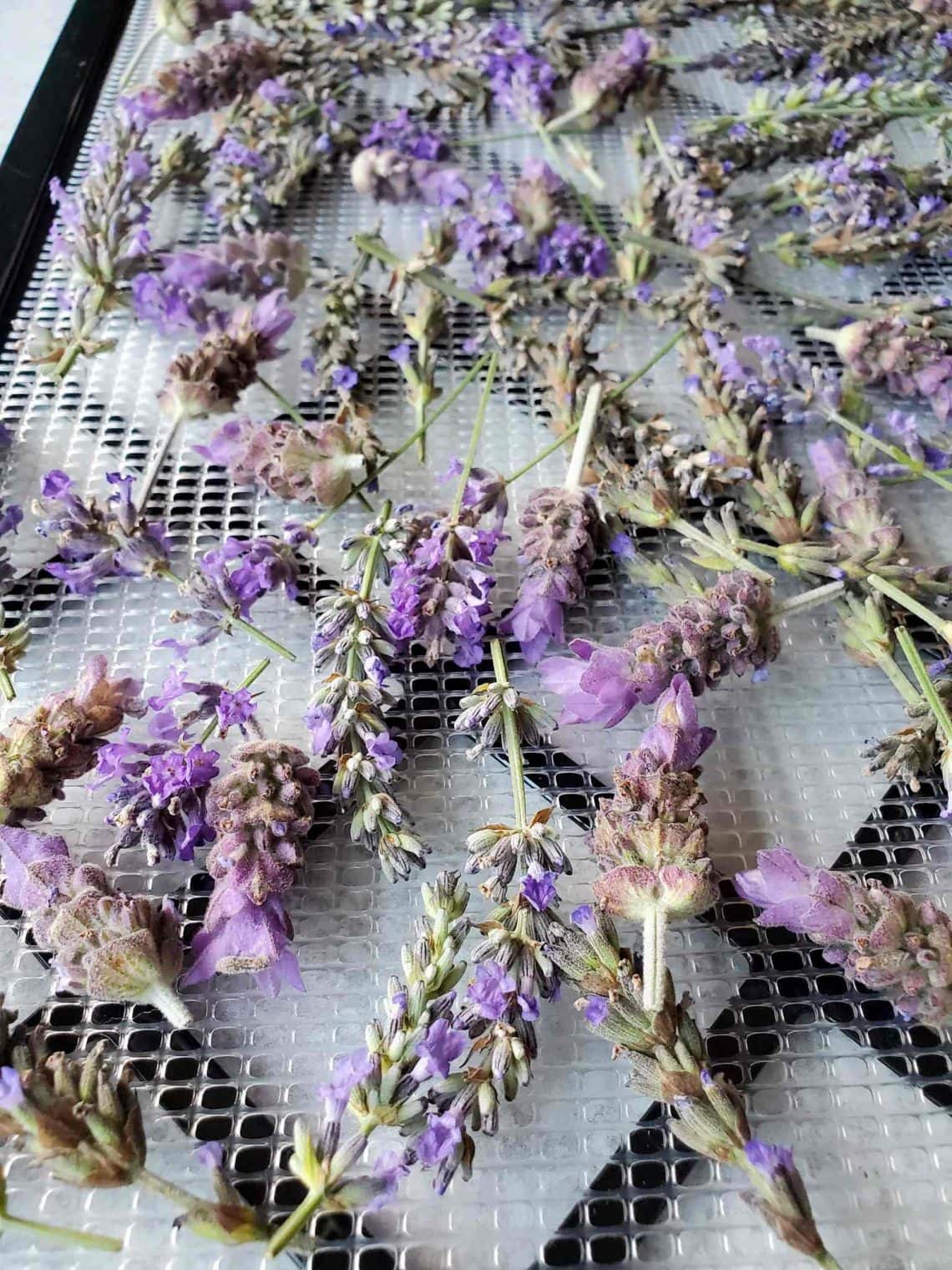 Harvesting Fresh Lavender: How to Harvest, Prune & Dry Lavender Flowers ...