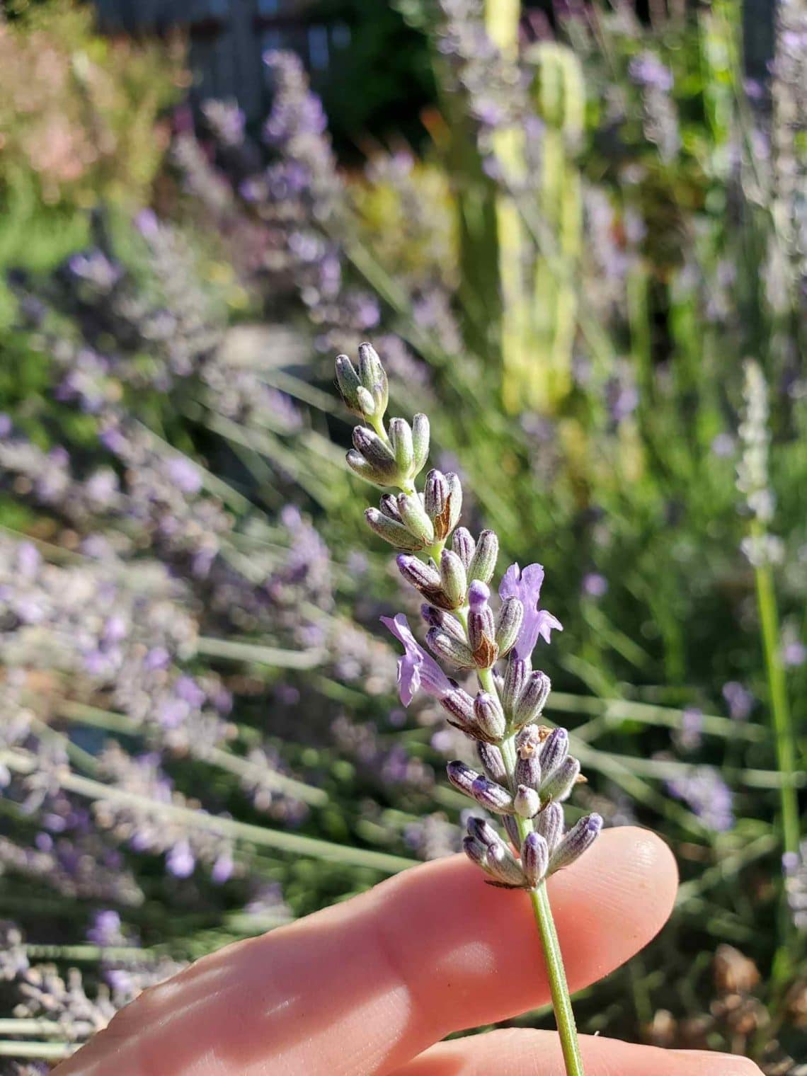 Harvesting Fresh Lavender: How to Harvest, Prune & Dry Lavender Flowers ...