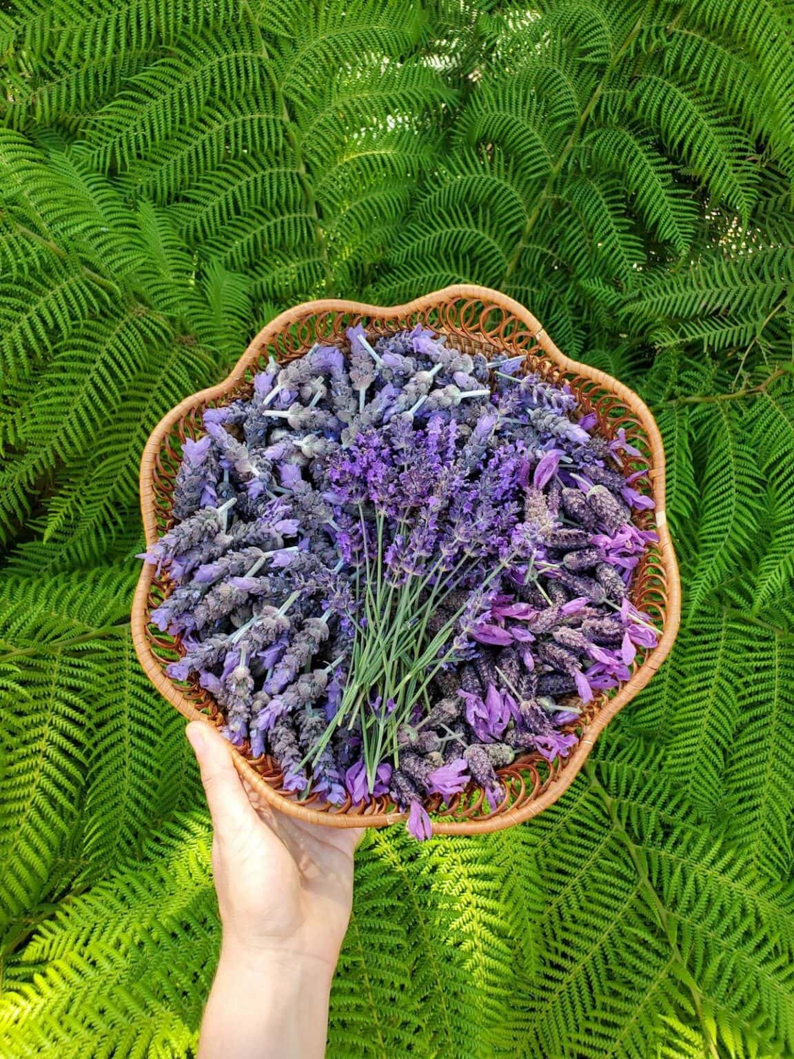 How to Make Homemade Lavender Oil: Easy Step-by-Step Guide ~ Homestead ...