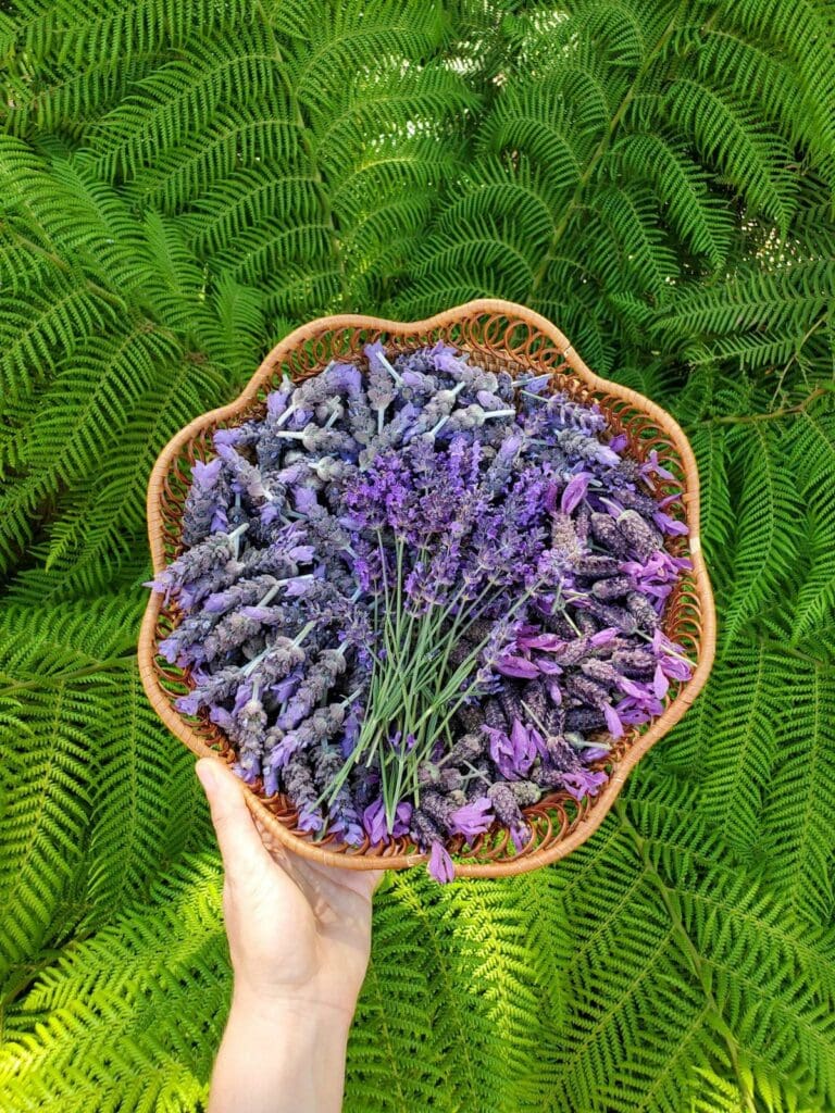 How to Make Homemade Lavender Oil: Easy Step-by-Step Guide ~ Homestead ...
