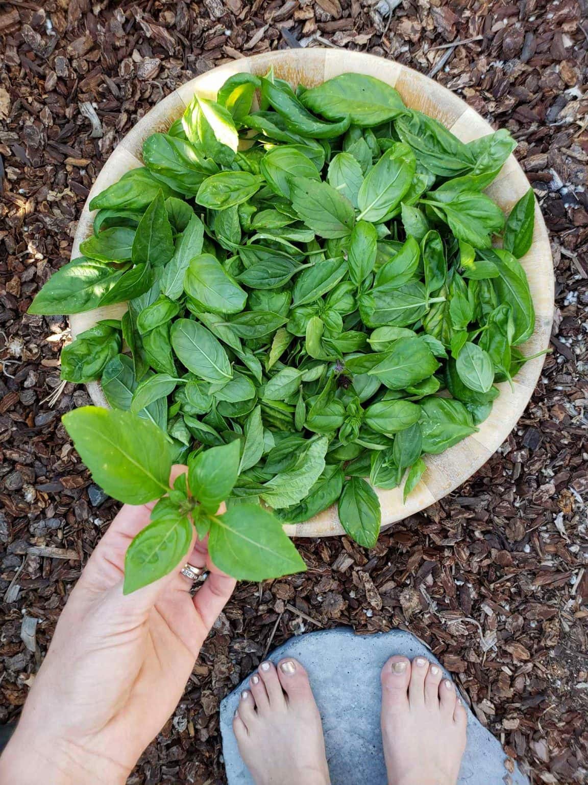 Preserving Basil: How to Dry Basil in a Dehydrator or Oven ~ Homestead ...