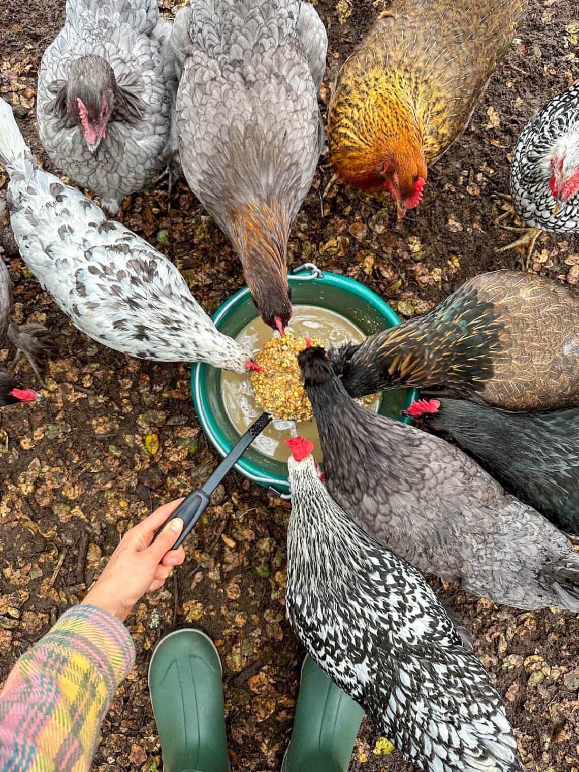How to Ferment Chicken Feed For Healthier Hens and Eggs ~ Homestead and ...