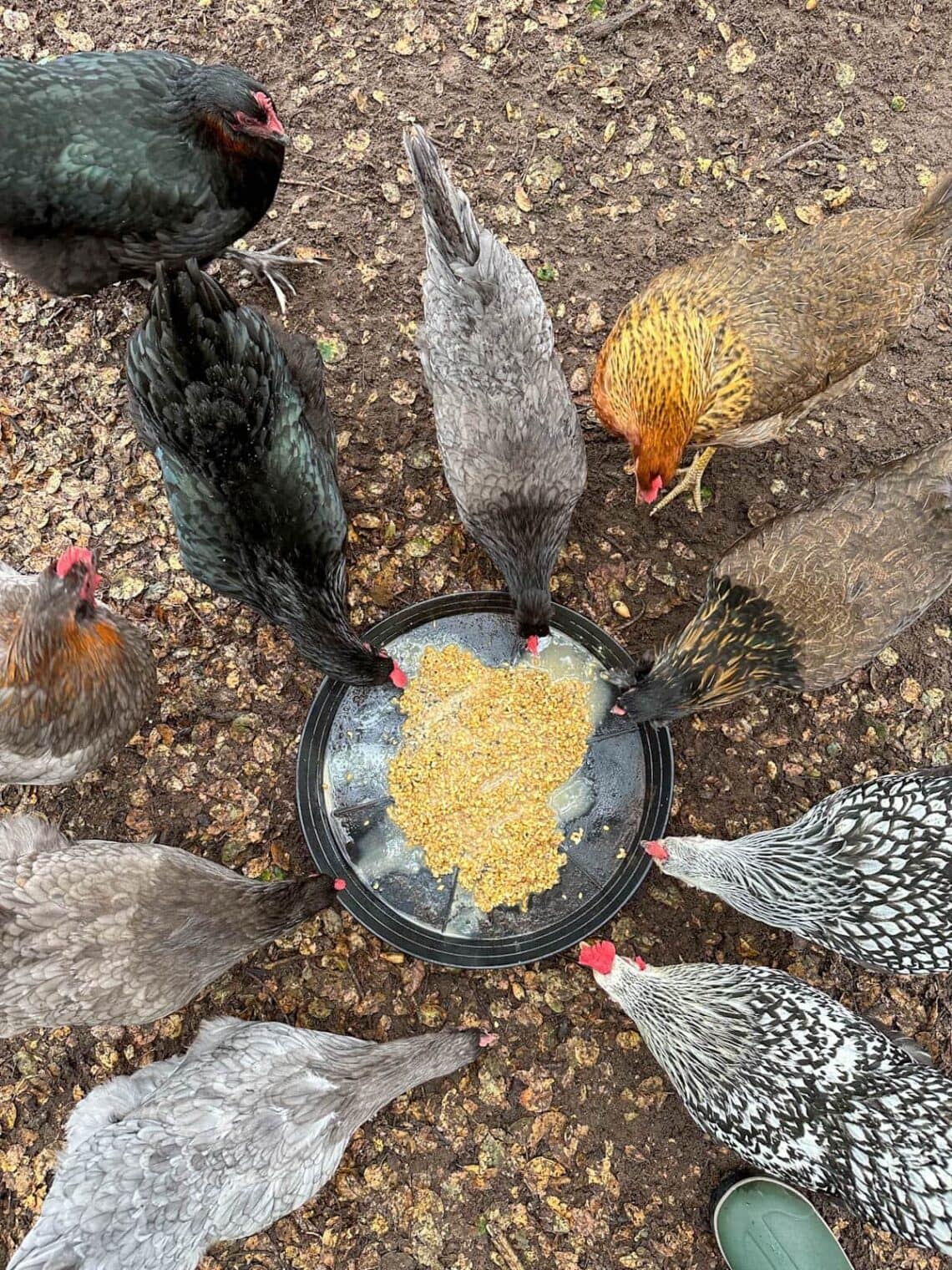 How to Ferment Chicken Feed For Healthier Hens and Eggs ~ Homestead and ...