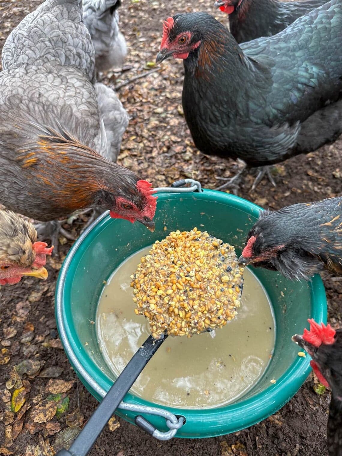 How to Ferment Chicken Feed For Healthier Hens and Eggs ~ Homestead and ...