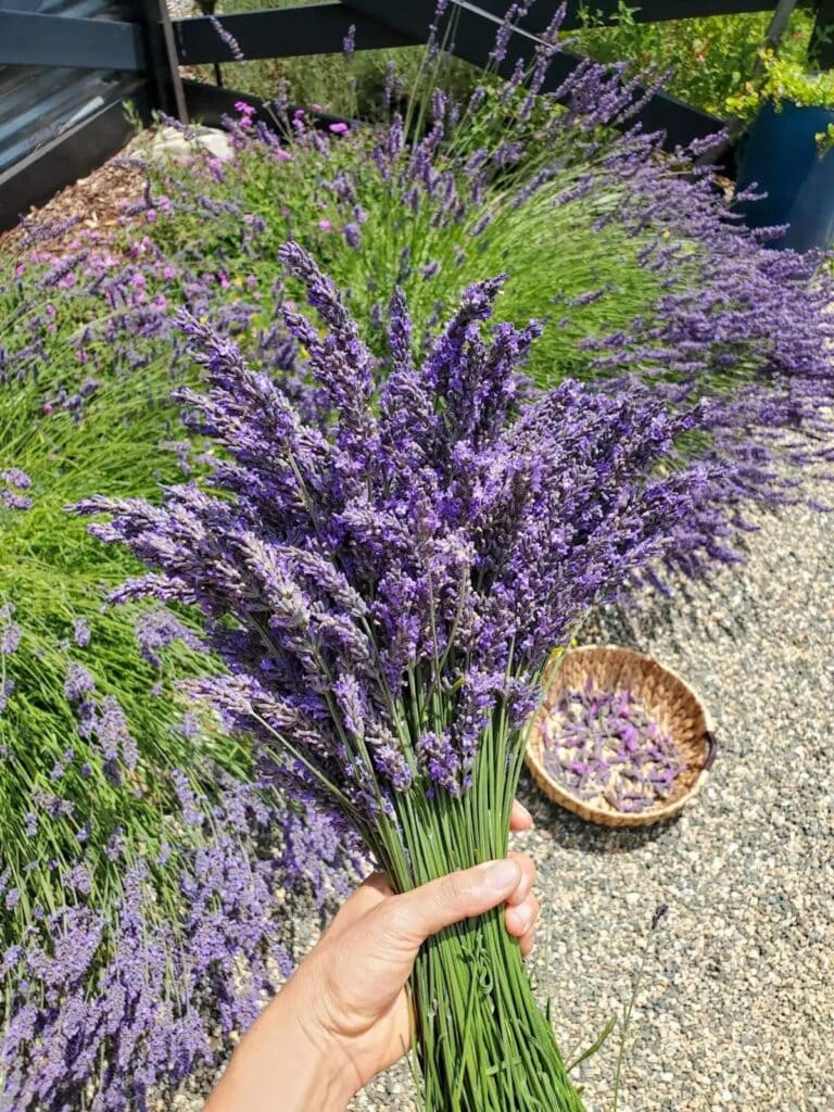How to Make Homemade Lavender Oil: Easy Step-by-Step Guide ~ Homestead ...