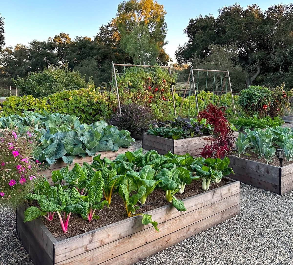 When to Plant a Fall Vegetable Garden (and What to Grow) ~ Homestead ...