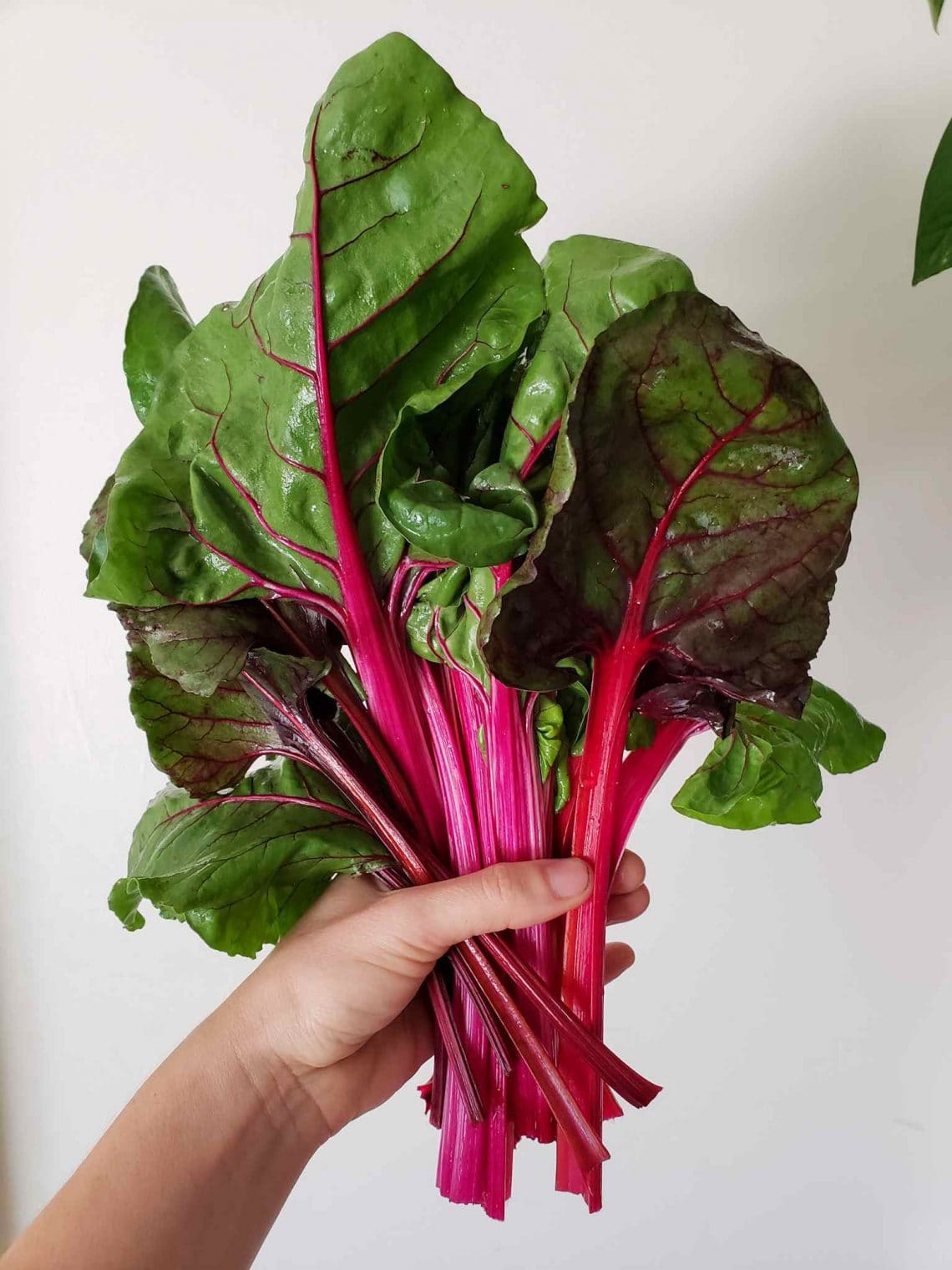 13 Fast Growing Vegetable Crops for the Fall Garden ~ Homestead and Chill