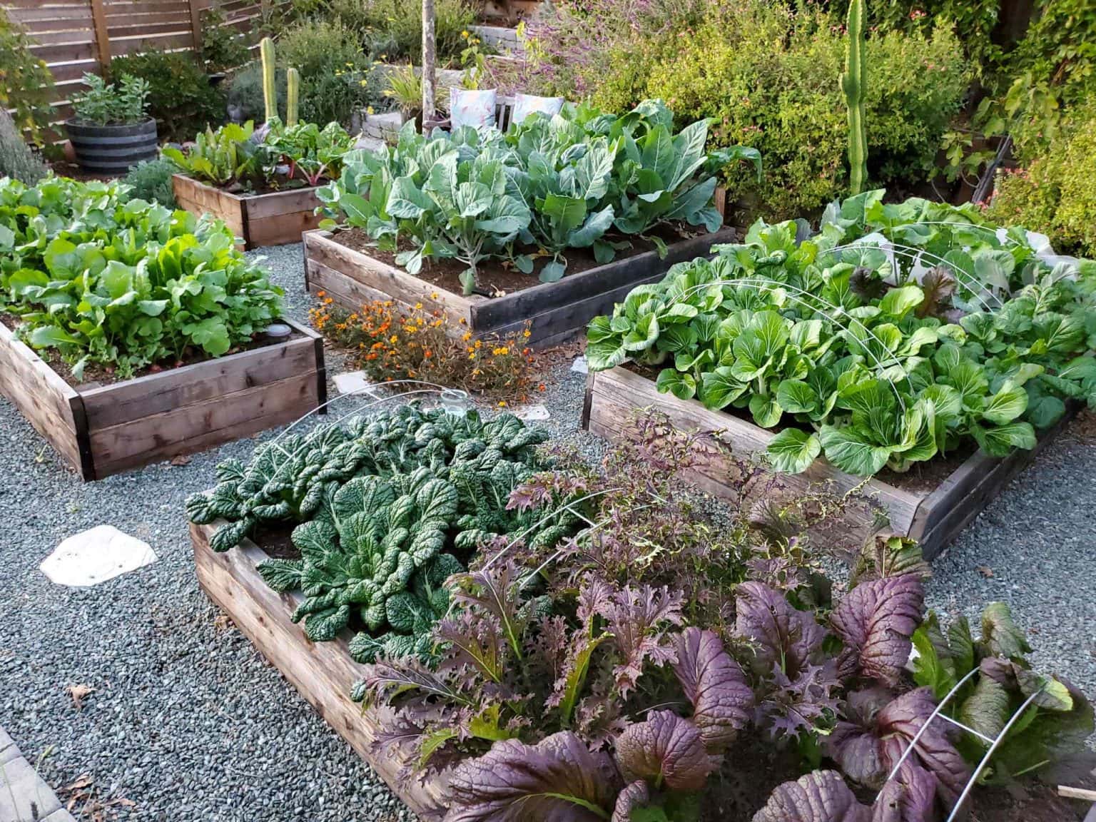 13 Fast Growing Vegetable Crops for the Fall Garden ~ Homestead and Chill