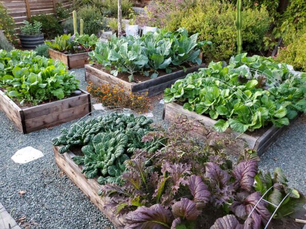 13 Fast Growing Vegetable Crops for the Fall Garden ~ Homestead and Chill