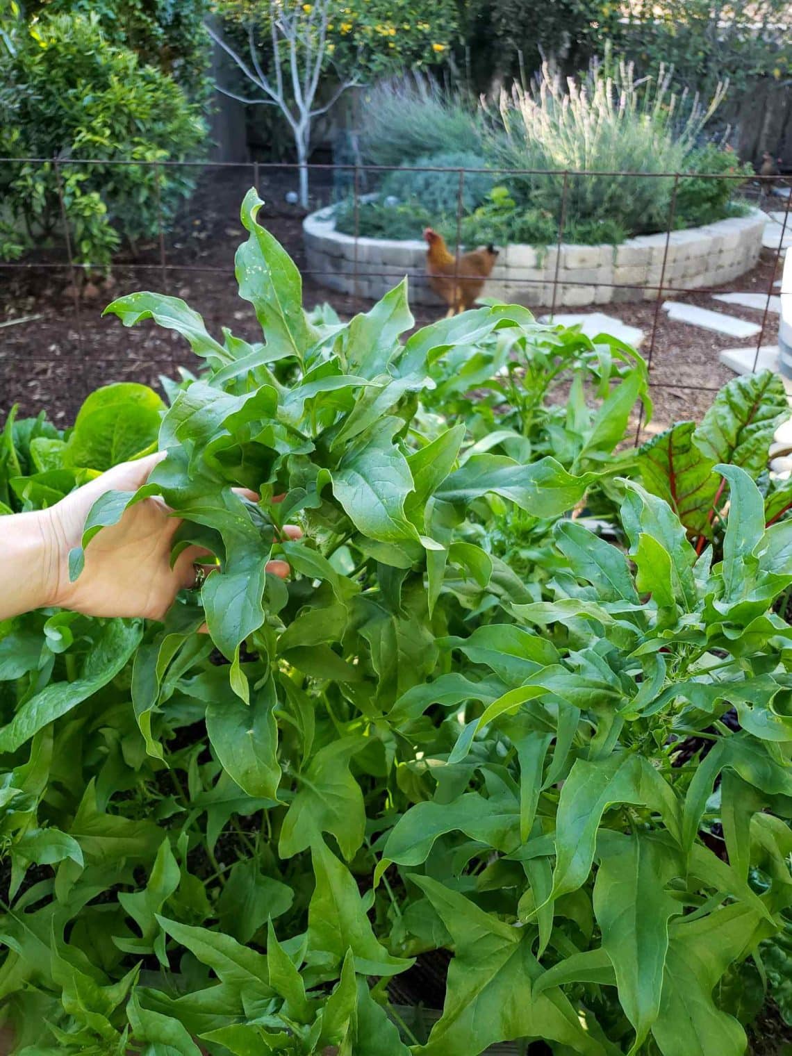 13 Fast Growing Vegetable Crops for the Fall Garden ~ Homestead and Chill