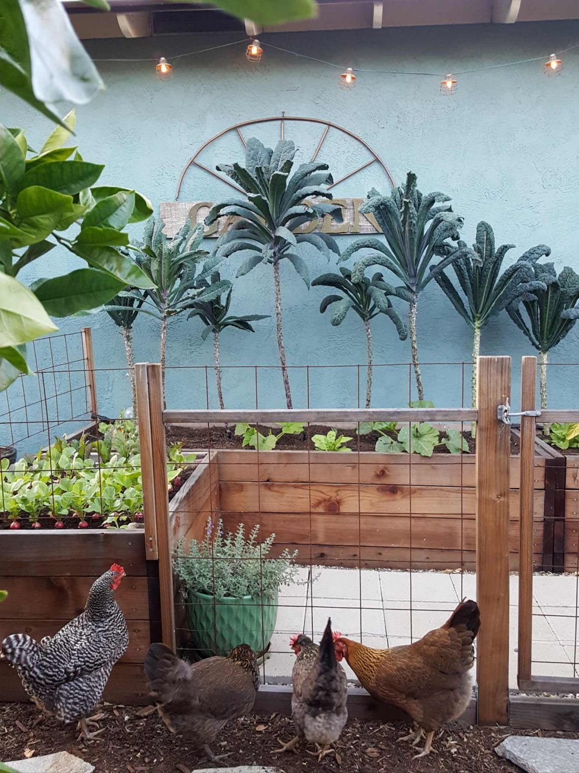 13 Fast Growing Vegetable Crops for the Fall Garden ~ Homestead and Chill