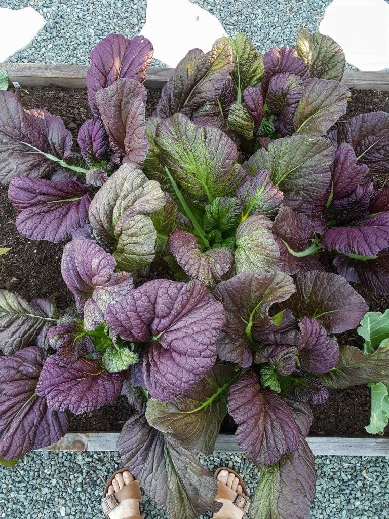 13 Fast Growing Vegetable Crops for the Fall Garden ~ Homestead and Chill