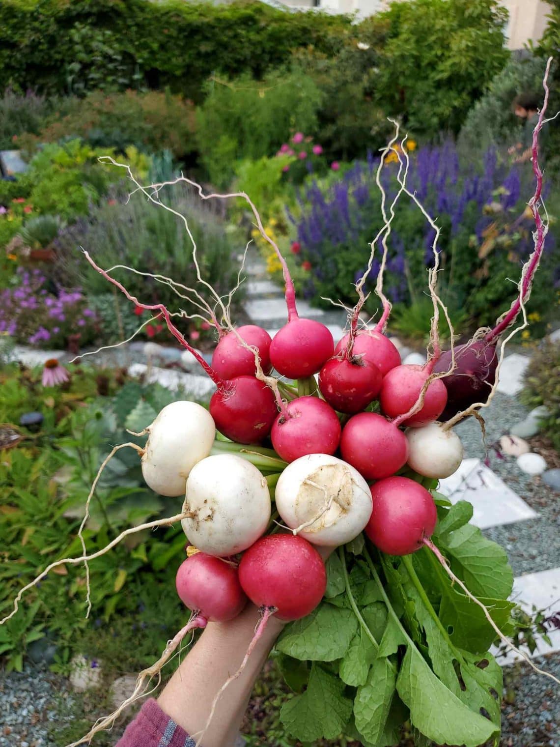 13 Fast Growing Vegetable Crops for the Fall Garden ~ Homestead and Chill