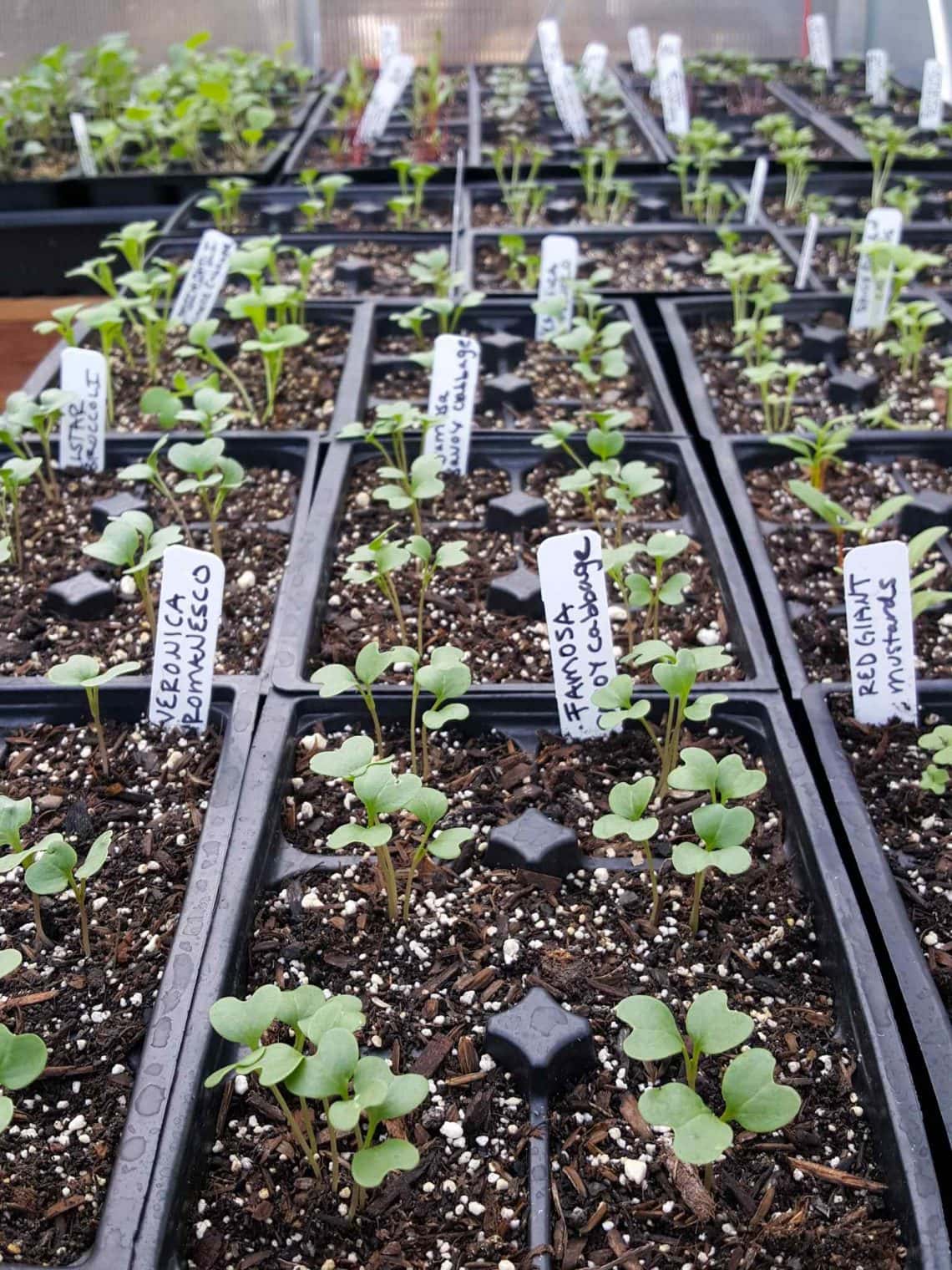 13 Fast Growing Vegetable Crops for the Fall Garden ~ Homestead and Chill