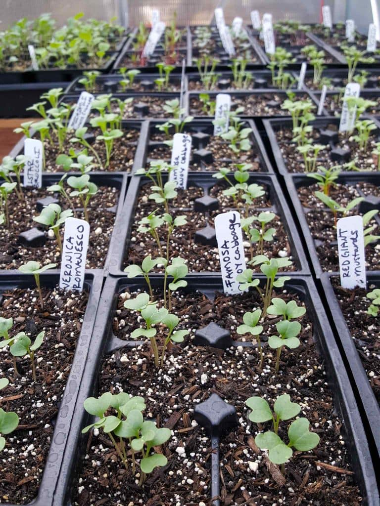 13 Fast Growing Vegetable Crops for the Fall Garden ~ Homestead and Chill