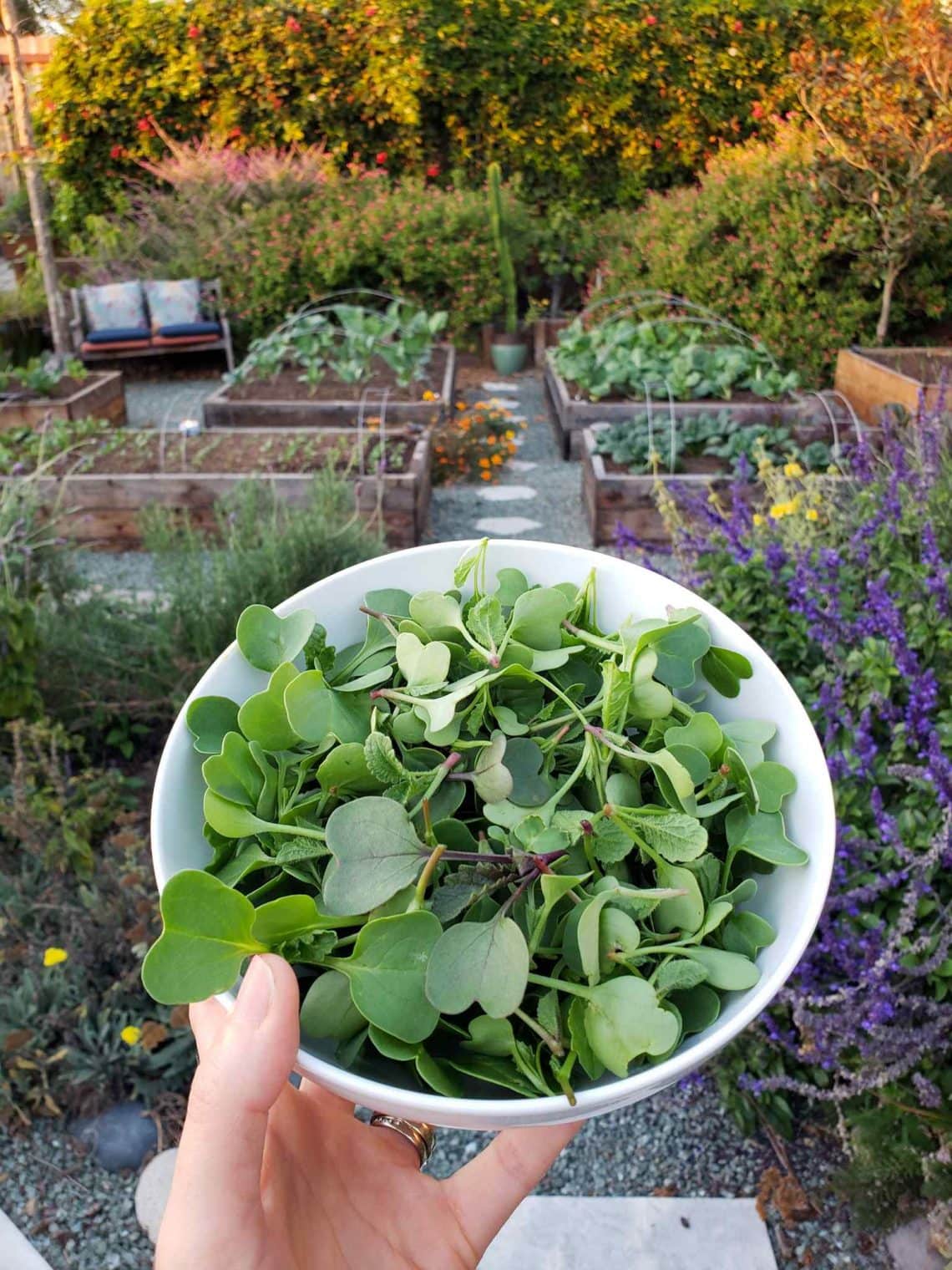 13 Fast Growing Vegetable Crops for the Fall Garden ~ Homestead and Chill
