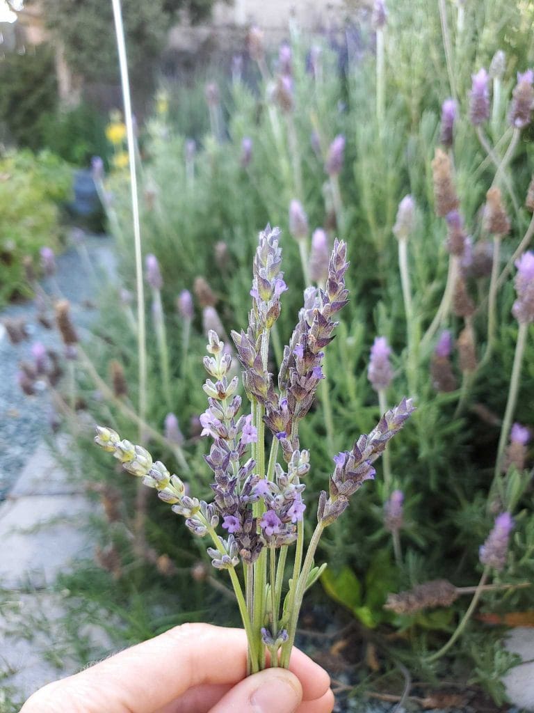 How to Make Homemade Lavender Salve to Soothe Skin & Nerves ~ Homestead ...
