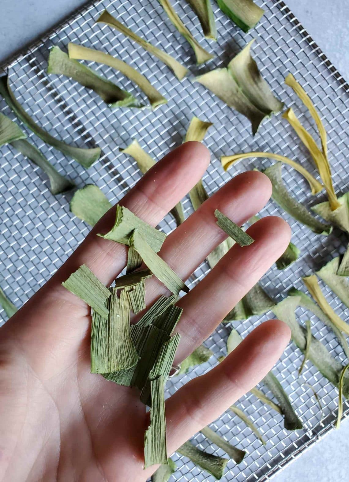 Use Leek Greens! Make Dried Leek Powder ~ Homestead and Chill