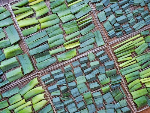 Use Leek Greens! Make Dried Leek Powder ~ Homestead and Chill