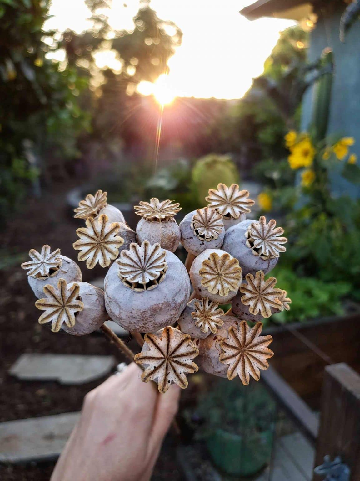 Seed-Saving 101: How to Save Seeds from Annual Flowers ~ Homestead and ...