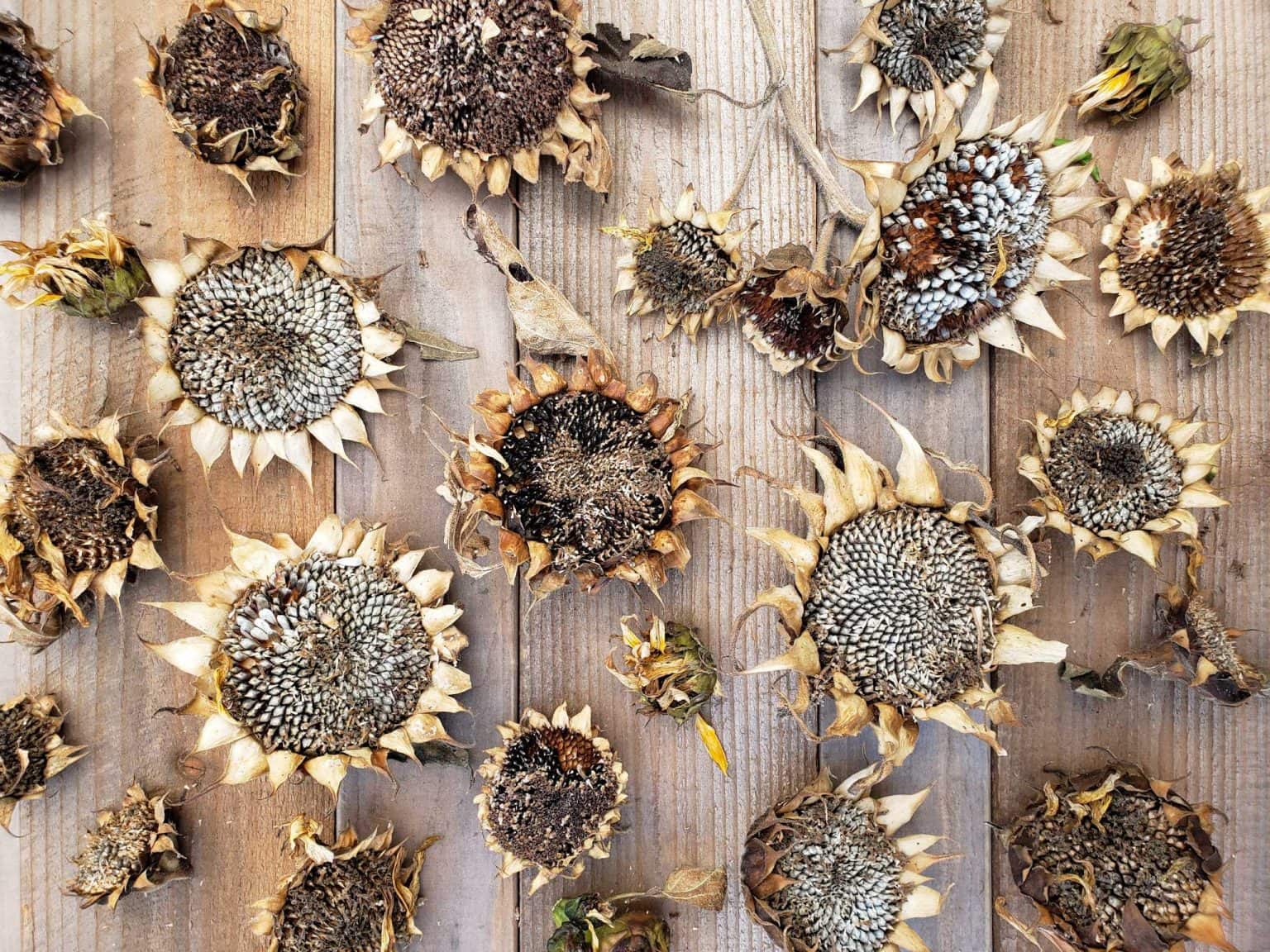 Seed-Saving 101: How to Save Seeds from Annual Flowers ~ Homestead and ...